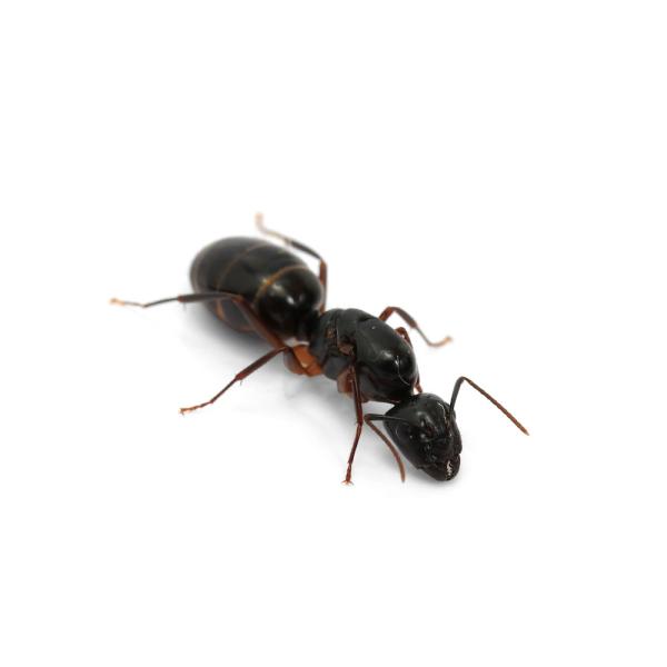 PF_SPQ　昆虫　アリ　あり　蟻　クロナガアリ　女王アリ　女王蟻　自由研究　Camponotus　kiusiuensis　20260523　y26m05　2026zenki　JA　antgoodsliving　kongetsunyukai...