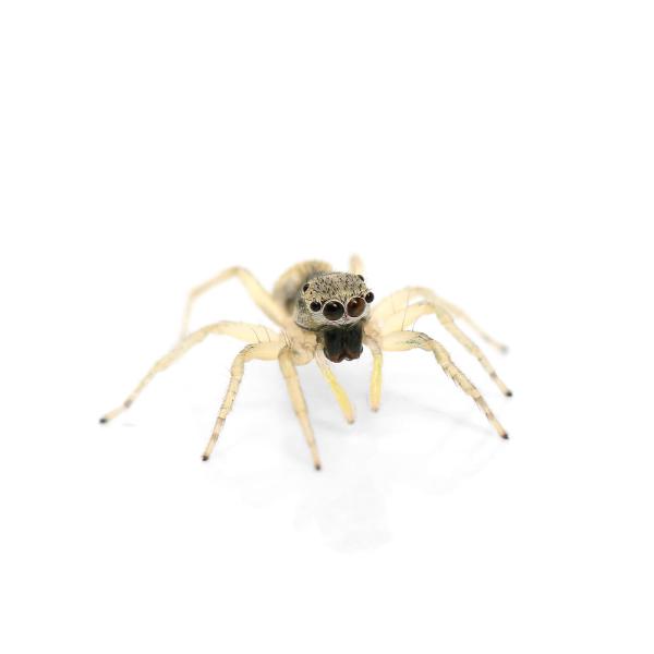 PF_SPQ　_insect　昆虫　クモ　insect_database　▲その他昆虫　Ｍｙｒｍａｒａｃｈｎｅ　Myrmarachne innermichelis.　蟻蜘蛛　えきちゅう　益虫　＃jumping　spider　奇虫　奇蟲　20...