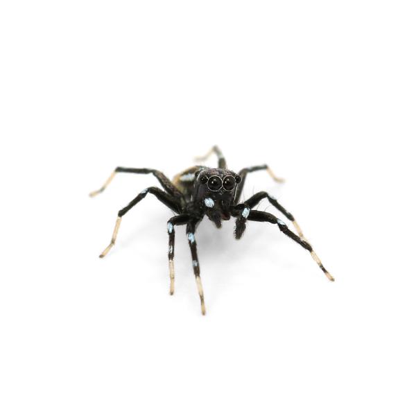 PF_SPQ　_insect　クモ　insect_database　ハエトリ　Phintella　bifurcilinea　えきちゅう　益虫　蝿取蜘蛛　蠅捕蜘蛛　蝿虎　蝿豹子　蝿蝗　＃jumping　spider　＃ジャンピングスパイダー　...