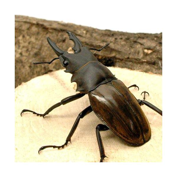 PF_SPQ　Malaysia_insect　昆虫　クワガタムシ　外国産クワガタ　Odontolabis　オドントラビス　ツヤクワガタ　20260523　y26m05　2026zenki　JA　kongetsunyukainsect