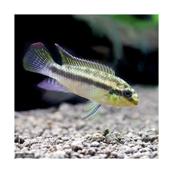 PF_SPQ　_aqua　fish_database　熱帯魚・エビ他　シクリッド　種類で選ぶ　ペルヴィカ・ナノクロ・他　ペルヴィカクロミス　スボケラータス　スボケラートゥス　マタディ　ブリード　１ペア　アフリカ産　Ｐｅｌｖｉｃａｃｈｒｏｍｉ...