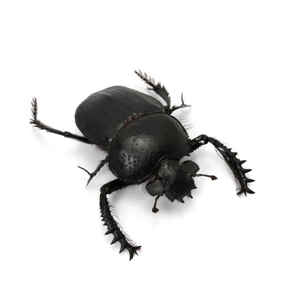 PF_SPQ　昆虫　甲虫　奇虫　奇蟲　フンコロガシ　スカラベ　ヒジリタマオシコガネ　Ｓｃａｒａｂａｅｕｓ　ｓａｃｅｒ　20260521　y26m05　2026zenki　2026tuuki　YO
