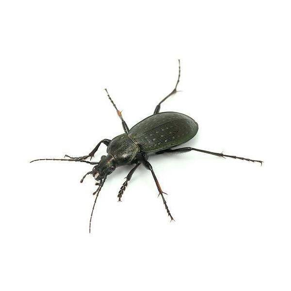 PF_SPQ　昆虫　甲虫　オサムシ　アオオサムシ　ゴミムシ　プレデタービートル　カントウアオオサムシ　関東平野亜種　Carabus　insulicola　shinano　20260524　y26m05　2026zenki　JA　konget...