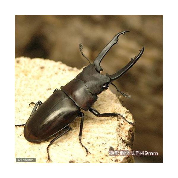 PF_SPQ　昆虫　Philippines_insects　クワガタムシ　外国産ノコギリクワガタ　ブッダノコギリクワガタ　Prosopocoilus　buddha　ebeninus　20260611　y26m06　2026kouki　kon...