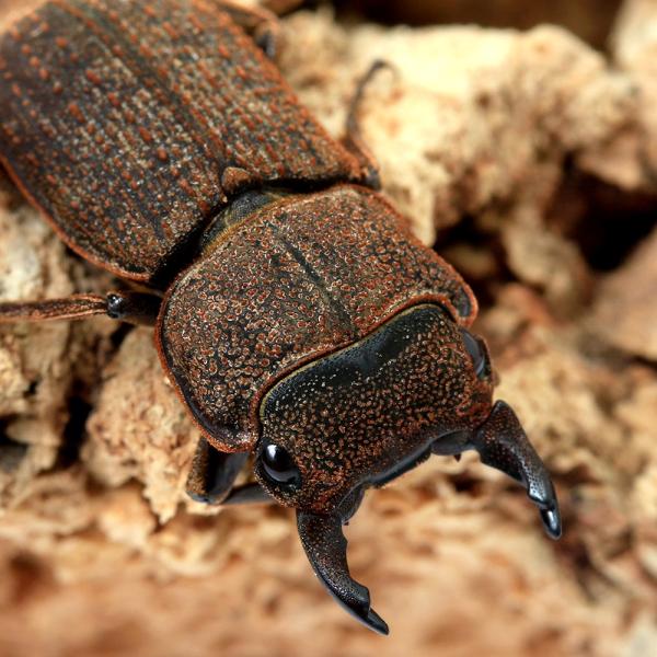 PF_SPQ　Thai_Laos_insect　昆虫　クワガタムシ　外国産クワガタムシ　サビクワガタ　Dorcus　velutinus　ドルクス　ベルティヌスサビクワガタ　20260627　y26m06　2026kouki　kongetsu...