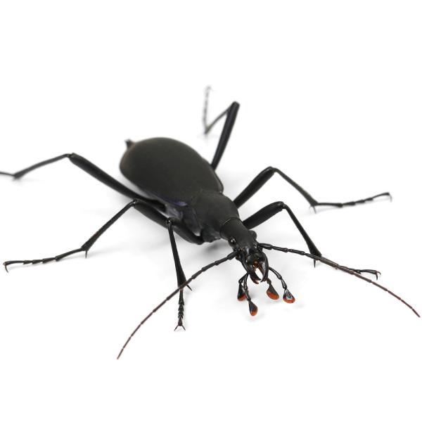 PF_SPQ　昆虫　オサムシ　ゴミムシ　プレデタービートル　Carabus　blaptoides　blaptoides　基亜種　ホンマイマイカブリ　マイマイカブリ　20260627　y26m06　2026kouki　kongetsunyuk...