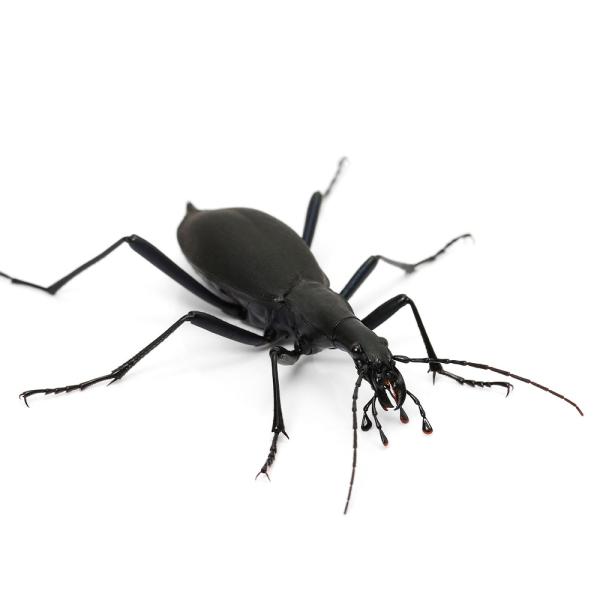 PF_SPQ　昆虫　オサムシ　ゴミムシ　プレデタービートル　Carabus　blaptoides　blaptoides　基亜種　ホンマイマイカブリ　マイマイカブリ　20260627　y26m06　2026kouki　kongetsunyuk...
