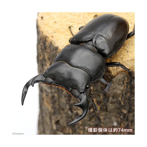 PF_SPQ　アンテ　クワガタ　▲クワガタ　アンテ・グランディス・クルビデンス　カブト・クワガタ・用品　カブトムシ・クワガタ　外国産クワガタ（幼虫）　アンタエウス　ミュンマーアンテ　アンテ　Dorcus　antaeus　larvanyuka...
