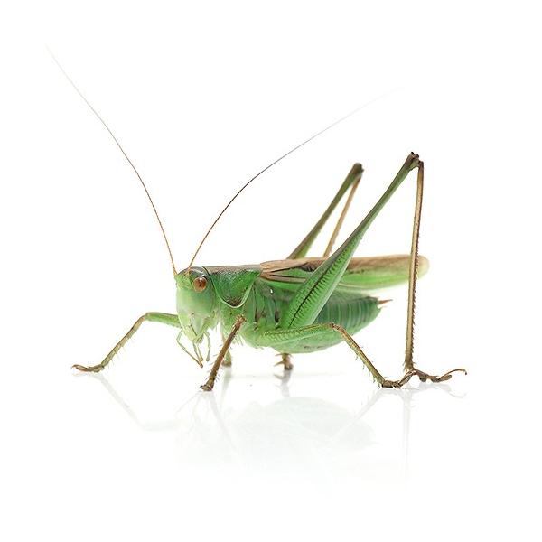 PF_SPQ　_insect　オキナワキリギリス　キリギリス　オス　▲鳴き虫　Gampsocleis　ryukyuensis　insect_database　鳴き虫　鳴く虫　直翅目　バッタ　20260712　y26m07　2026kouki...