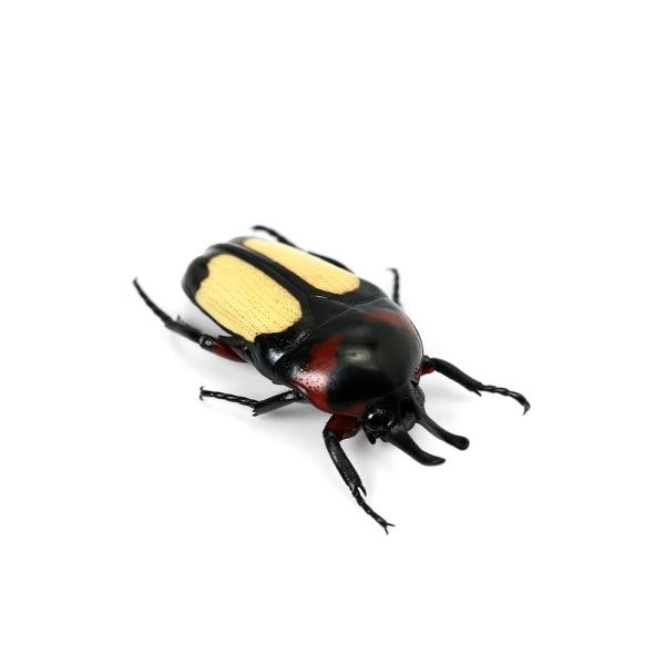 PF_SPQ　昆虫　飼育　販売　飼い方　Philippines_insects　Dicheros　bicornis　キモンツノホソカナブン　ハナムグリ　カナブン　コガネムシ　y26m08　20260816　2026kouki　JA　kong...