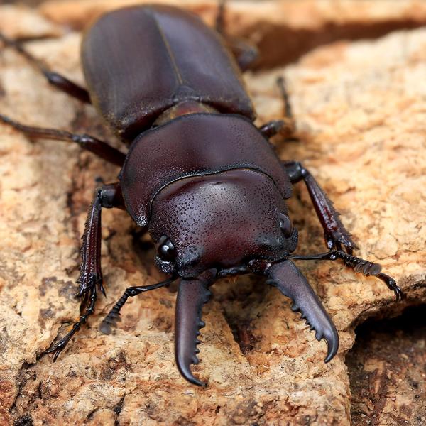 PF_SPQ　_insect　insect_database　昆虫　生体　成虫　販売　飼い方　飼育　クワガタ　外国産クワガタ　外国産ノコギリクワガタ　ティグリヌスノコギリクワガタ　Prosopocoilus　tigrinus　2026082...