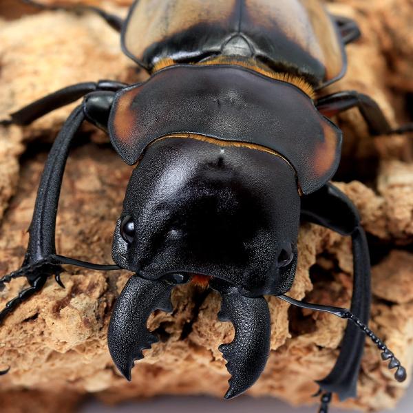 PF_SPQ　Malaysia_insect　▲クワガタ　オドントラビス　カブト・クワガタ・用品　カブトムシ・クワガタ　外国産クワガタ　成虫　Odontolabis　sommeri　lowei　オドントラビス　ゾンメルツヤクワガタ　2026...
