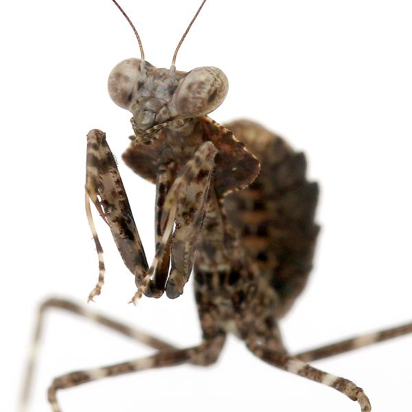 PF_SPQ　昆虫　販売　飼育　飼い方　生体　成体　Deroplatys　desiccata　直翅類　直翅目　ジャイアントデッドリーフカマキリ　カレハカマキリ　20260913　y26m09　2026kouki　JA　restock