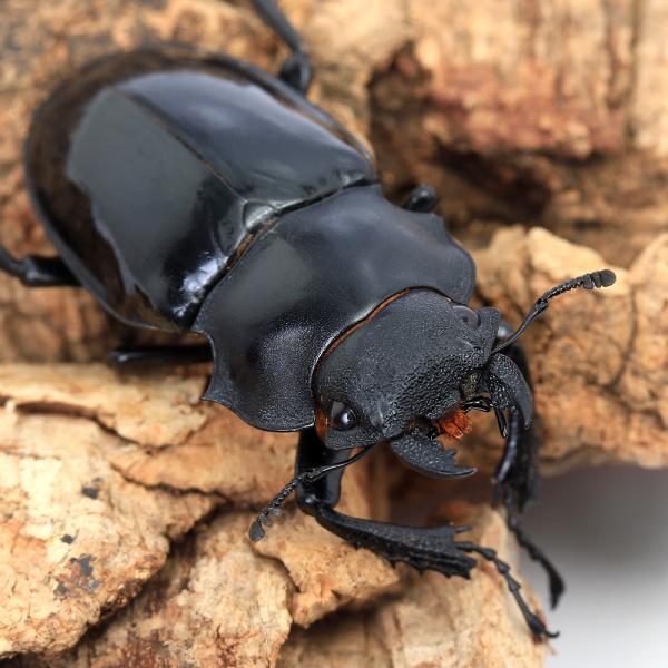 PF_SPQ　昆虫　Philippine_insect　クワガタムシ　オドントラビス　ツヤクワガタ　Odontolabis　dalmanni　intermedia　20260910 y26m09 2026kouki YO