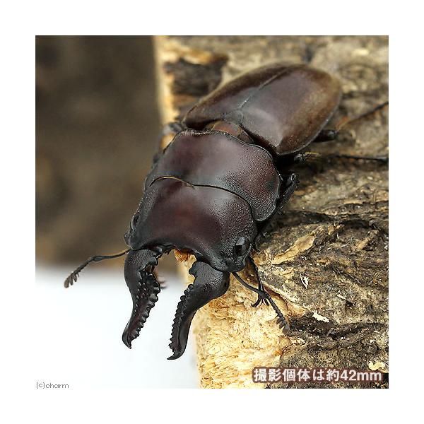 PF_SPQ　▲クワガタ　外国産ノコギリクワガタ　外国産クワガタ（成虫）　Kirchnerius　Prosopocoilus　forceps　原名亜種　基亜種　20260225　y26m02　2026zenki　JA　kongetsunyu...