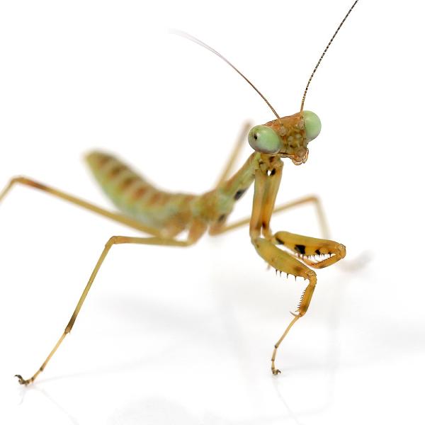 PF_SPQ　昆虫　販売　飼育　飼い方　Hierodula　laevicollis　直翅類　直翅目　マンティス　ハラビロカマキリ　20260918 y26m09 2026kouki YO