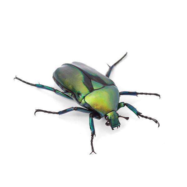 PF_SPQ　昆虫　飼育　販売　飼い方　Thai_Laos_insect　wild_insect　Rhomborhina　resplendens　フチドリアオカナブン　ハナムグリ　カナブン　コガネムシ　y26m09　20260930　202...