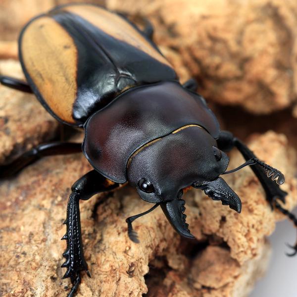 PF_SPQ　販売　飼育　飼い方　成虫　タイ　Thai_Laos_insect　wild_insect　昆虫　クワガタムシ　外国産マルバネクワガタ　マルバネクワガタ　マルギナトゥスマルバネクワガタ　マルギナトゥスマルバネ　パリーマルバネ　ネ...