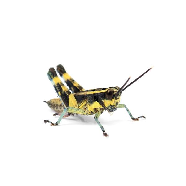 PF_SPQ　昆虫　販売　飼育　飼い方　Traulia　ishigakiensis　iriomotensis　直翅目　イリオモテモリバッタ　バッタ　トノサマバッタ　バッタ　イナゴ　モリバッタ　20261001　y26m10　2026kouk...