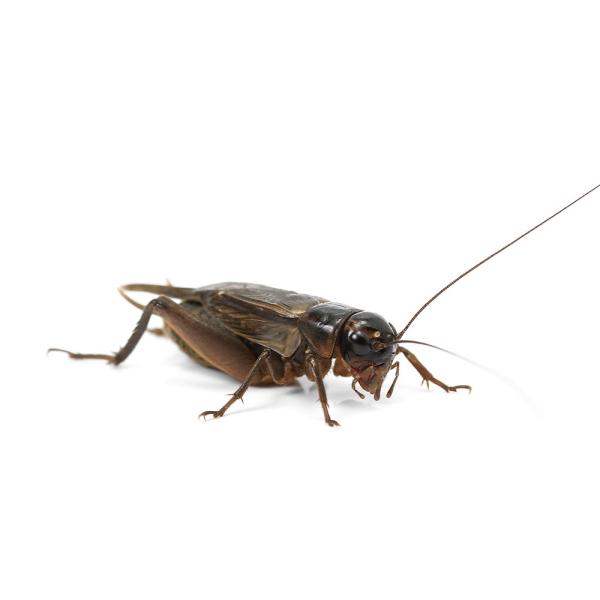 PF_SPQ　昆虫　販売　飼育　_insect　insect_database　コモダスエンマコオロギ　エンマコオロギ　コオロギ　Teleogryllus　commodus　閻魔蟋蟀　鳴き虫　直翅目　バッタ　鳴く虫　20261008　y26...