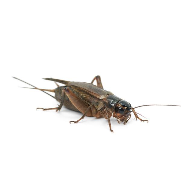 PF_SPQ　昆虫　販売　飼育　_insect　insect_database　コモダスエンマコオロギ　エンマコオロギ　コオロギ　Teleogryllus　commodus　閻魔蟋蟀　鳴き虫　直翅目　バッタ　鳴く虫　20261008　y26...
