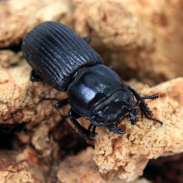 PF_SPQ　昆虫　クワガタムシ　国産クワガタムシ　日本産クワガタムシ　離島クワガタムシ　ルイスツノヒョウタン　ヒョウタンクワガタムシ　チビクワガタムシ　マメクワガタムシ　Ｏｄｏｎｔｏｌａｂｉｓ　ｏｂｌｏｎｇｕｓ　20260924 y26m...