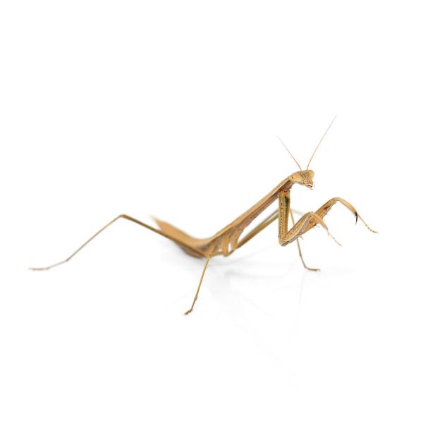 PF_SPQ　昆虫　Tenodera　fasciata　▲カマキリ　オオカマキリ　マエモンカマキリ　オキナワオオカマキリ　蟷螂　insect_database　直翅類　マンティス　20260924 y26m09 2026kouki YO n...