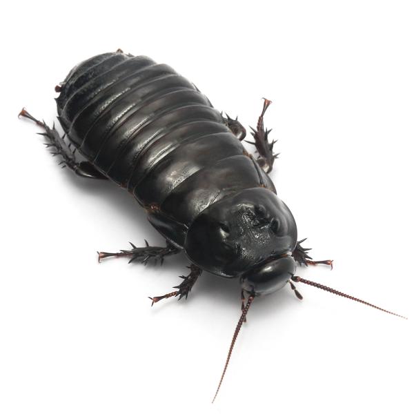 昆虫　ゴキブリ　国産ゴキブリ　クチキゴキブリ　Panesthia　angustipennis　spadica　20261009 y26m10 2026kouki YO