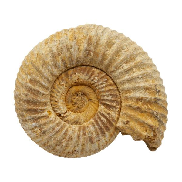 形状おまかせ　マダガスカル産　アンモナイト　１個　石　化石　海洋生物　軟体動物　鉱石　鉱物　コレクション　テラリウム　パルダリウム　古代　ジュラ紀　4582645933098　kszk　sk0311_n　20230615　y23m06　pu...