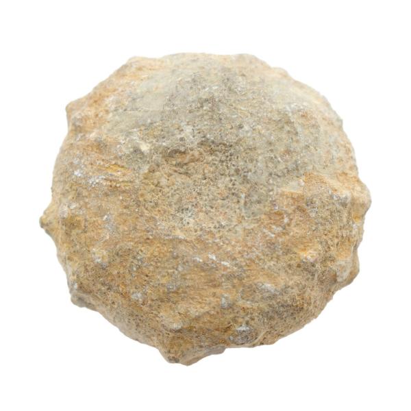 形状おまかせ　ウニの化石　Ｍ　１個　石　化石　海洋生物　鉱石　鉱物　コレクション　テラリウム　パルダリウム　古代　白亜紀　モロッコ　モロッコ産　ウニ　貝　4582645933265　kszk　sk0311_n　20230615　y23m06...