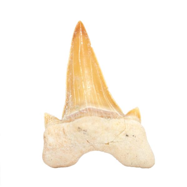 形状お任せ　モロッコ産　サメの歯の化石　Ｓ　石　化石　海洋生物　魚　サメ　さめ　鮫　鉱石　鉱物　コレクション　テラリウム　パルダリウム　古代　始新世　モロッコ産　2250008094862　kszk　sk0311_n　20240609　y2...