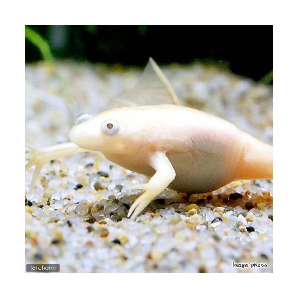_aqua　_hachu　亀・爬虫類　生体　カエル　航空便不可　アフリカ・ツメガエル　アルビノ　３匹　Leptocactylidae　両生　amp_Frog　terra_seitai　両爬　両生類生体　アクアリウ　Ｘｅｎｏｐｕｓ　ｌａｅｖｉ...