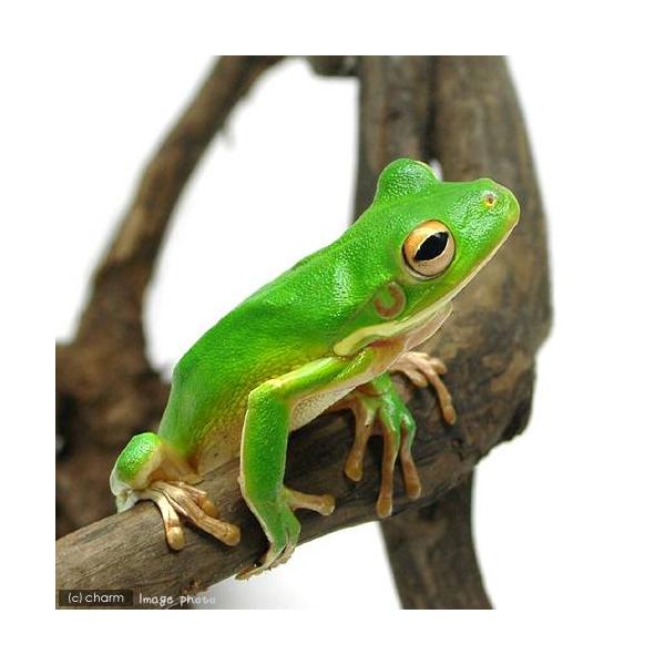 PF_SPQ　Hylidae　カエル　両生　両爬生体　亀・爬虫類カエル　amp_Frog　unkfa52　terra_seitai　kokuubinn_ng　reptile_databas　amp_Tree_Frog　ksn2fhk1108...