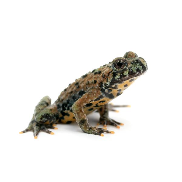 PF_SPQ　Bombina　カエル　オタマ　両生　両爬生体　亀・爬虫類カエル　amp_Frog　terra_seitai　kokuubinn_ng　frog0334　_hachu　reptile_databas　amp_Land_Frog...