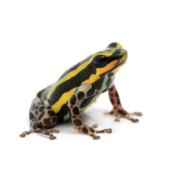 PF_SPQ　カエル　生体　_hachu　sfset　Dendrobatidae　Ranitomeya　オタマ　両生　両爬生体　亀・爬虫類カエル　amp_Frog　amp_Land_Frog　terra_seitai　kokuubinn_n...