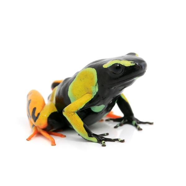 PF_SPQ　sfset　_hachu　カエル　オタマ　両生　両爬生体　亀・爬虫類　amp_Frog　amp_Land_Frog　ＭＫ　terra_seitai　kokuubinn_ng　reptile_databas　kaijyo　マダガ...