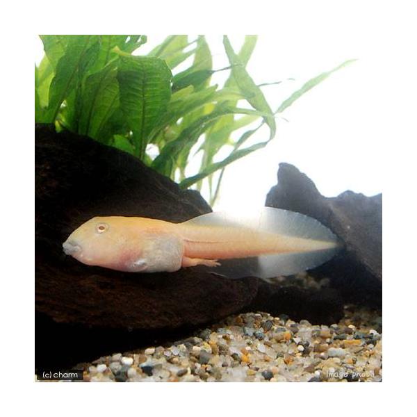 PF_SPQ　カエル　生体　Leptodactylidae　オタマ　両生　両爬生体　亀・爬虫類　amp_Frog　▼クランウェルツノガエルオタマジャクシペパーミント　20101008　ＭＫ　terra_seitai　sdflf77　rept...