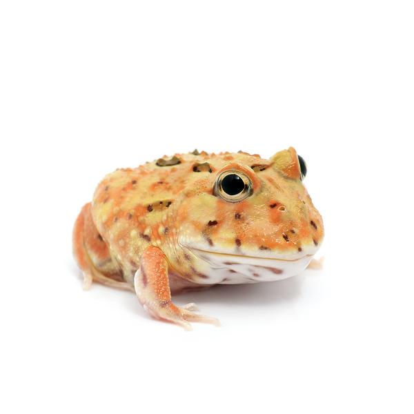 PF_SPQ　カエル　生体　Leptodactylidae　オタマ　両生　両爬生体　亀・爬虫類カエル　amp_Frog　amp_Ceratophrys　amp_Land_Frog　terra_seitai　kokuubinn_ng　rept...