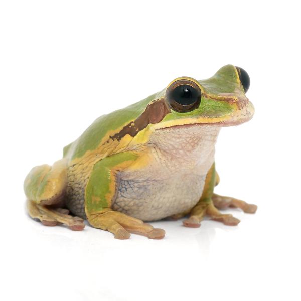 PF_SPQ　Hylidae　カエル　両生　両爬生体　亀・爬虫類　mp_Frog　terra_seitaimp_Tree_Frogokuubinn_ng　reptile_databas　amp_Tree_Frog　両生類生体　Selva　P...