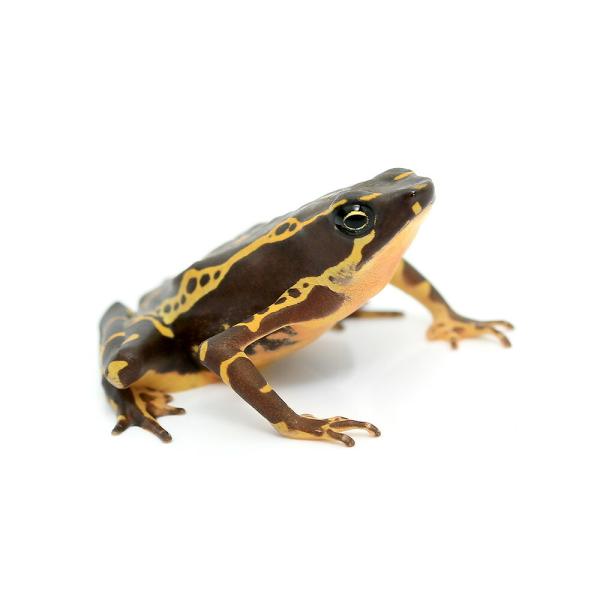 PF_SPQ　_hachu　sfset　カエル　オタマ　両生　両爬生体　amp_Frog　amp_Land_Frog　terra_seitai　ガエル_kaeru　両生類生体　kaijyo　フキヤガマ属　キマダラフキヤガマ Atelopus...