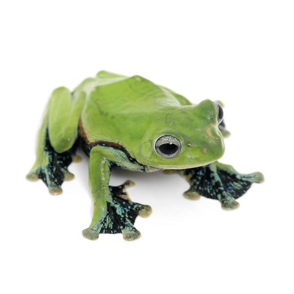 PF_SPQ　亀・爬虫類　Hylidae　カエル　オタマ　両生　両爬生体　amp_Frog　terra_seitai　マレートビガエル　reptile_databas　amp_Tree_Frog　マレーシア便　ノルハヤティ・トビガエル　OS...