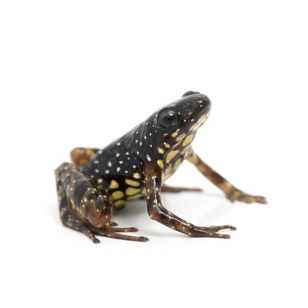 PF_SPQ　Mycrohilidae　カエル　オタマ　両生　両爬生体　amp_Frog　amp_Land_Frog　terra_seitai　kokuubinn_ng　ghszabvz　1hgvdj　yfgeag　4hsoas1　kaij...
