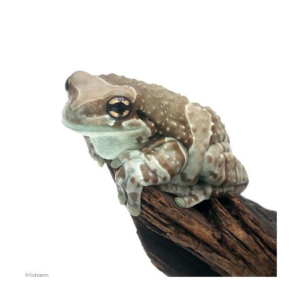 PF_SPQ　Hylidae　カエル　オタマ　両生　両爬生体　terra_seitai　kokuubinn_ng　ジュウジメ　ドクアマガエル　ミルキーツリーフロッグ　ミルクフロッグ　ミルクツリー　ミルキーフロッグ　reptile_datab...