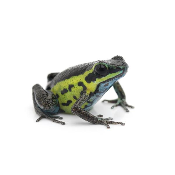 PF_SPQ　_hachu　sfset　カエル　オタマ　両生　両爬生体　亀・爬虫類カエル　amp_Frog　amp_Land_Frog　terra_　kokuubinn_ng　reptile_databas　Canada_dendro　fr...