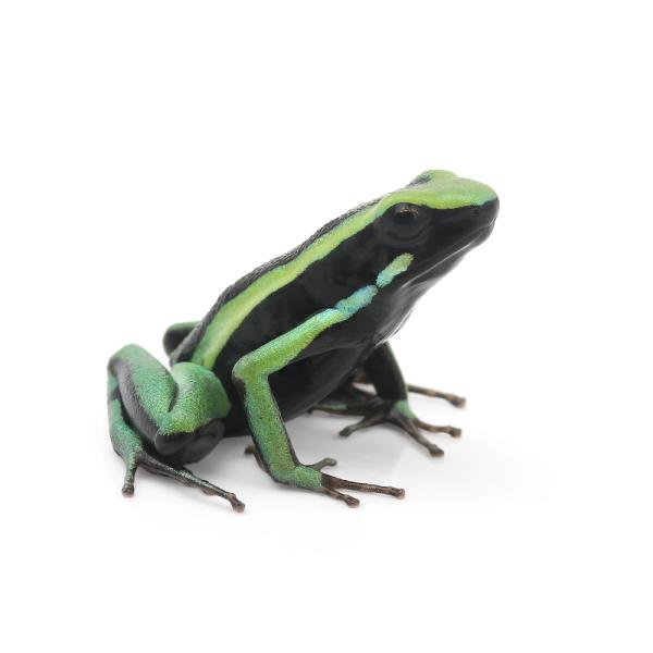 PF_SPQ　_hachu　sfset　カエル　オタマ　両生　両爬生体　亀・爬虫類カエル　amp_Frog　amp_Land_Frog　terra_　kokuubinn_ng　reptile_databas　Canada_dendro　fr...