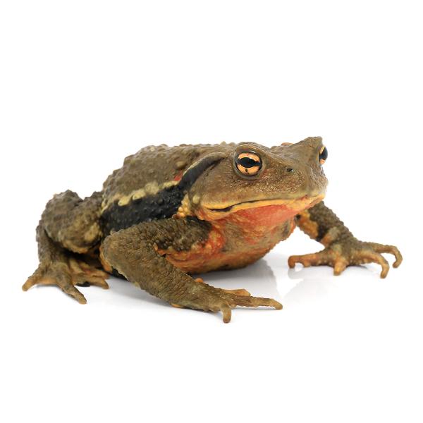 PF_SPQ　sfset　_hachu　Mycrohilidae　カエル　両生　両爬生体　amp_Frog　amp_Land_Frog　terra_seitai　kokuubinn_ng　Ｂｕｆｏ　ｔｏｒｒｅｎｔｉｃｏｌａ　１匹　ナガレヒキ...