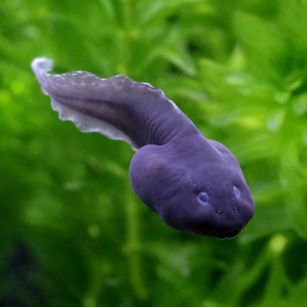 PF_SPQ　_hachu　sfset　亀・爬虫類　Hylidae　カエル　オタマ　両生　両爬生体　amp_Frog　ベトナムコケガエル　terra_seitai　ＭＫ　20101118　2010bonus_rep　awojij49　ejt...