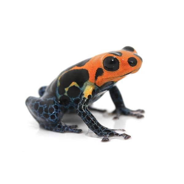 PF_SPQ　カエル　生体　_hachu　sfset　Dendrobatidae　Ranitomeya　オタマ　両生　両爬生体　亀・爬虫類カエル　amp_Frog　amp_Land_Frog　terra_seitai　kokuubinn_n...