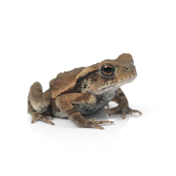 PF_SPQ　Mycrohilidae　カエル　両生　両爬生体　amp_Frog　amp_Land_Frog　terra_seitai　kokuubinn_ng　１匹　ニホンヒキガエル　ガマガエル　　GI　爬虫類　reptile_datab...