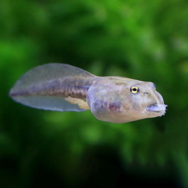 PF_SPQ　Leptodactylidae　カエル　オタマ　両生　両爬生体　亀・爬虫類　カエル　amp_Frog　▼クランウェルツノガエルオタマジャクシペパーミント　　terra_seitai　gekkq_s　reptile_databa...